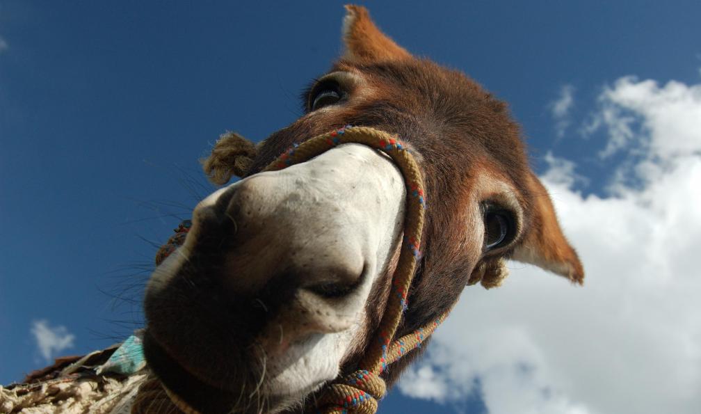 Randonnées avec un ane - Premiers 3000 avec mon âne - Randonnée ...