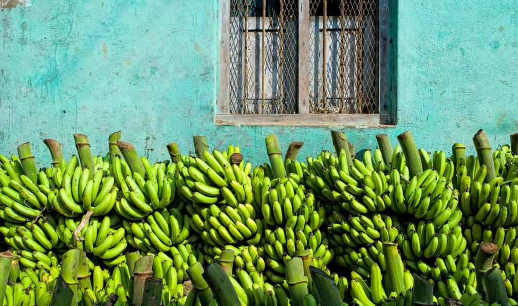 Vacances famille cap vert - Immersion en tribu à Santo Antão ...