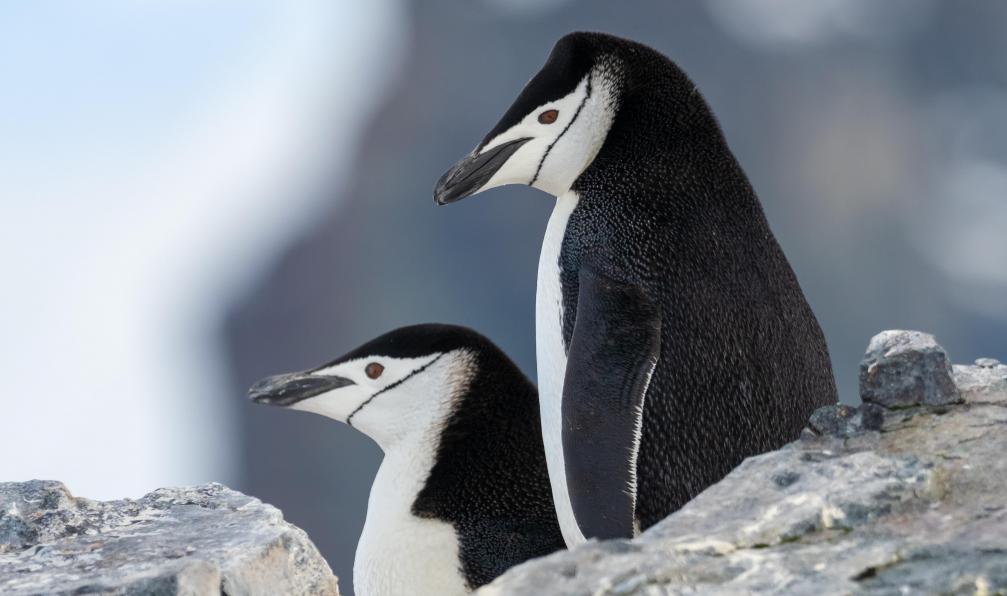 Voyage croisière antarctique - Voyage aux confins de l'Antarctique ...