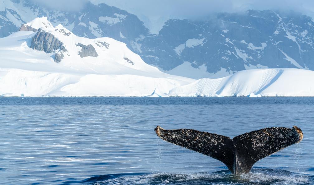 Voyage croisière antarctique - Voyage aux confins de l'Antarctique ...