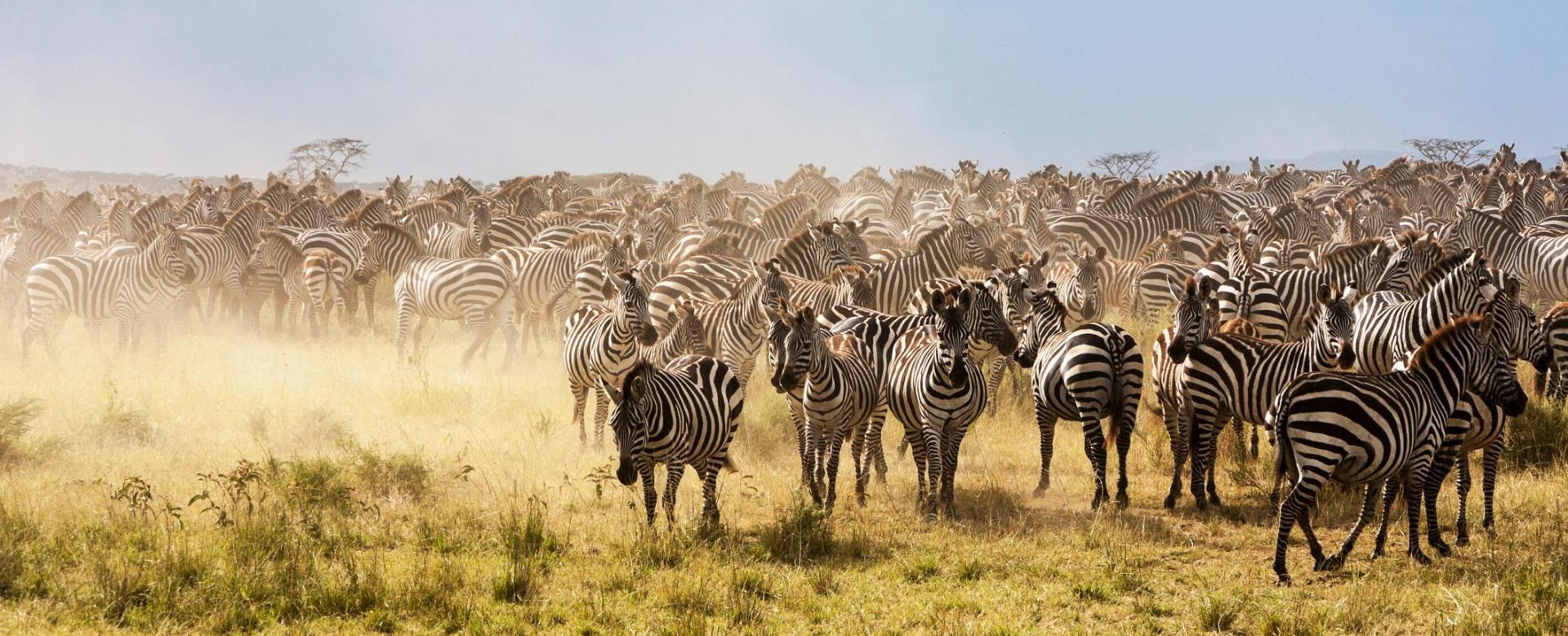 Observation animaux tanzanie - Sur la piste de la grande migration ...