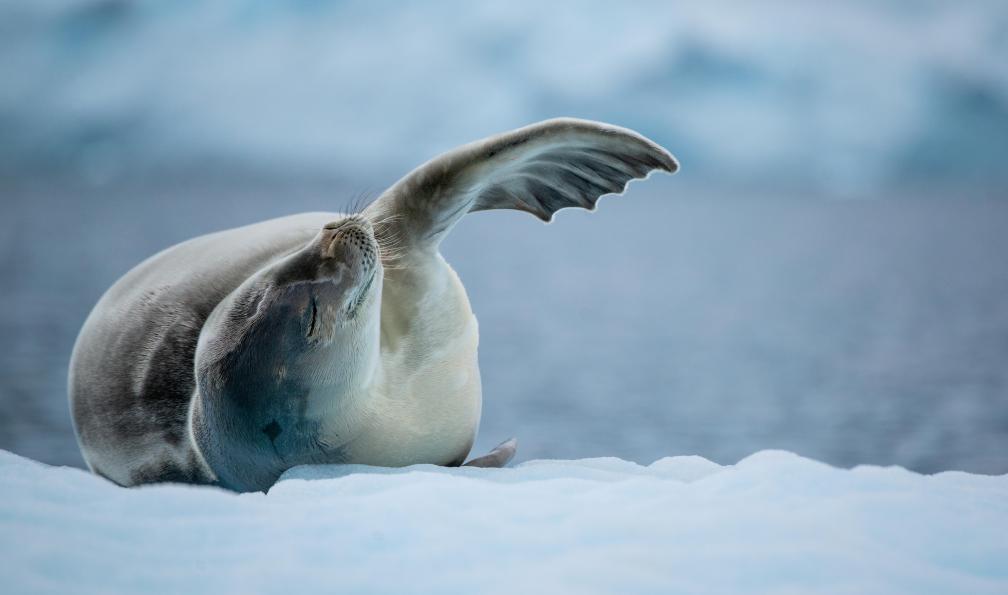 Voyage croisière antarctique - Voyage aux confins de l'Antarctique ...