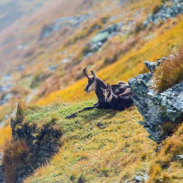 Aiguille de la Grande Sassière (3747m) - Randonnée Alpes grées (ou ...