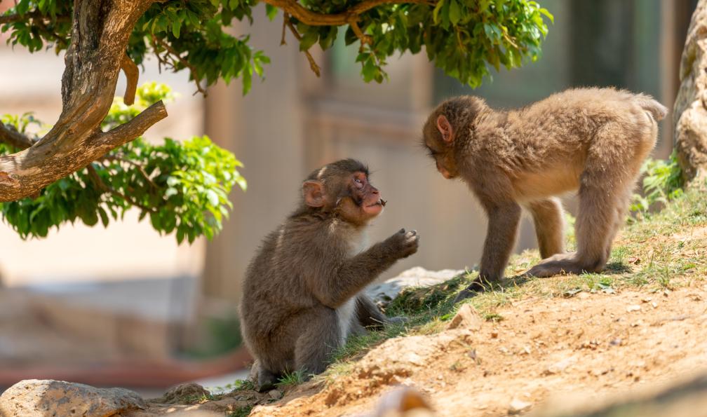 Mont fuji kumado kodo et alpes japonaises - Mont Fuji, Alpes japonaises ...