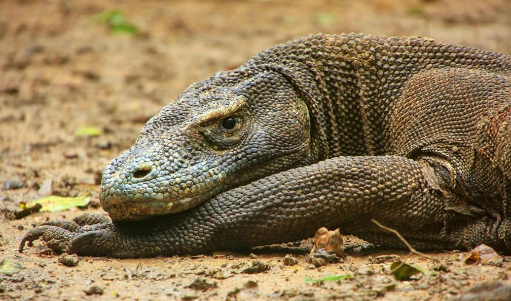 Bali et komodo en famille - Voyage à Bali et Komodo en famille ...