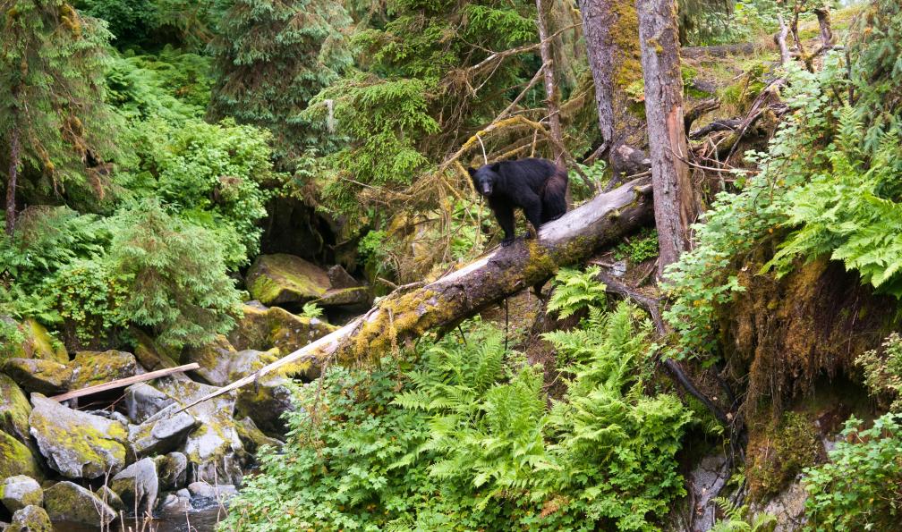 Autotour canada ile de vancouver - La côte ouest canadienne - Randonnée ...
