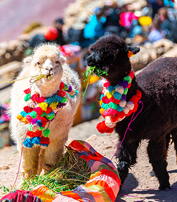 Nos destinations sur mesure - Allibert Trekking