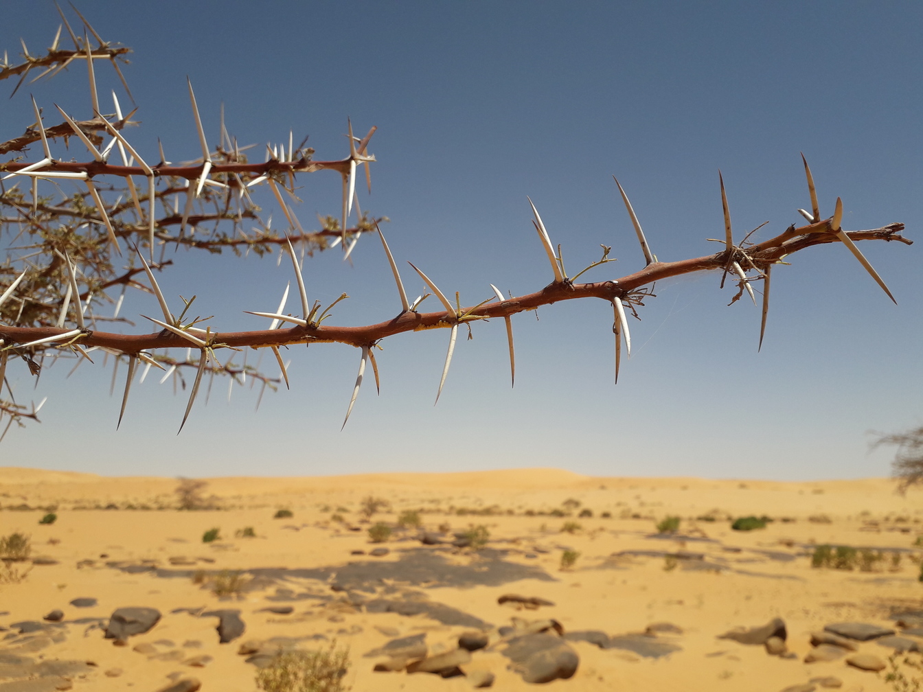 De ouadane a chinguetti - L'odyssée des sables : de Ouadane à ...